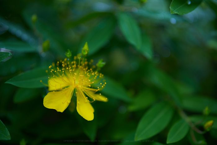 タムロン SP 35mm F/1.4 Di USD Model F045 を使ってみました タムロン SP 35mm F/1.4 Di USD Model F045 を使ってみました